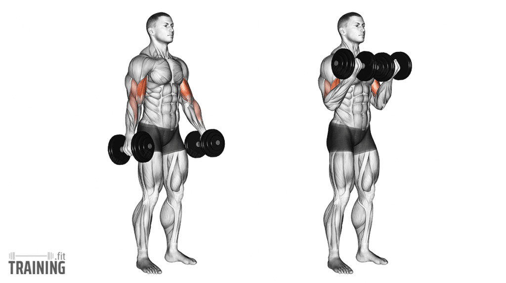 Biceps Curls: How to perform the exercise correctly » Training.fit.