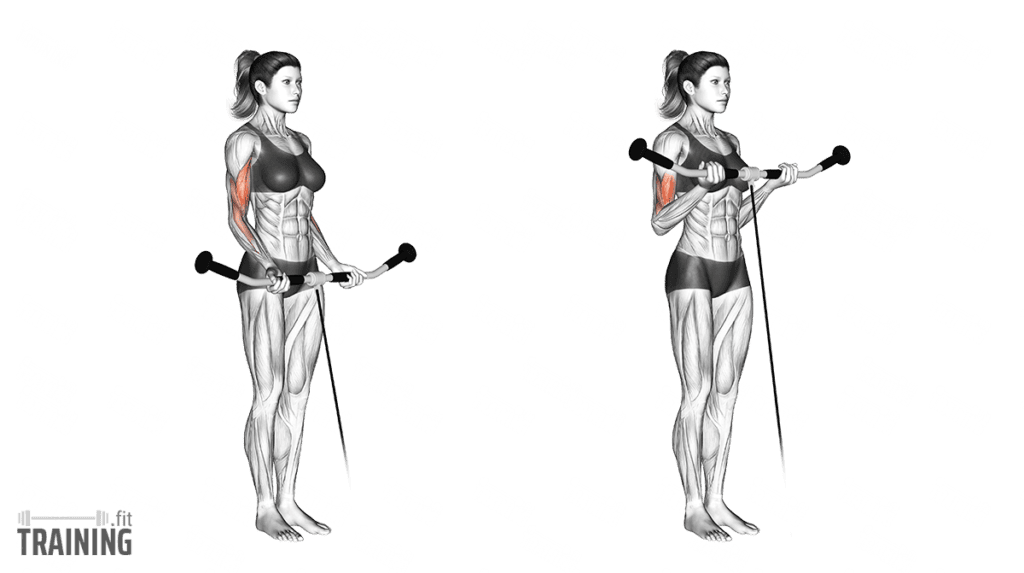 Cable Curls Instructions Information Alternatives Training fit Cable Curls Instructions Information Alternatives Training fit