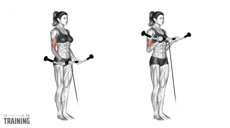 Cable Curls - Instructions, Information & Alternatives » Training.fit