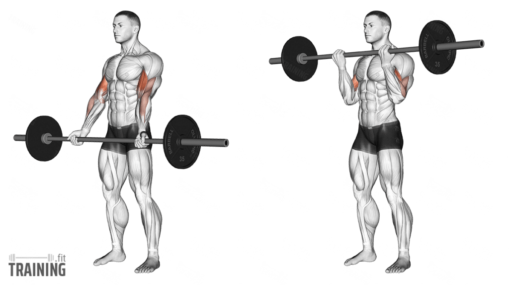 Barbell Curls - Instructions, Information & Alternatives » Training.fit