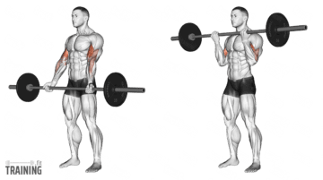 Biceps Curls: How to perform the exercise correctly » Training.fit.
