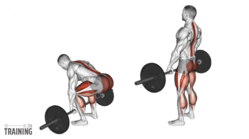 Romanian Deadlift - Instructions, Information & Alternatives » Training.fit