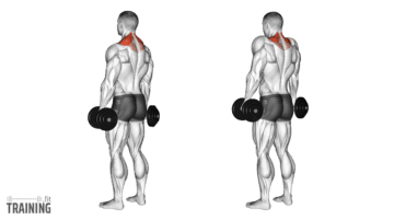 Cable Shrugs - Instructions, Information & Alternatives » Training.fit