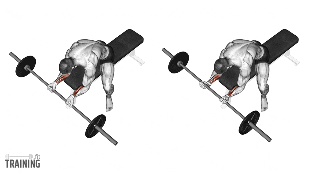 Forearm training » Training.fit