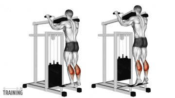 Donkey Calf Raise - Instructions, Information & Alternatives » Training.fit